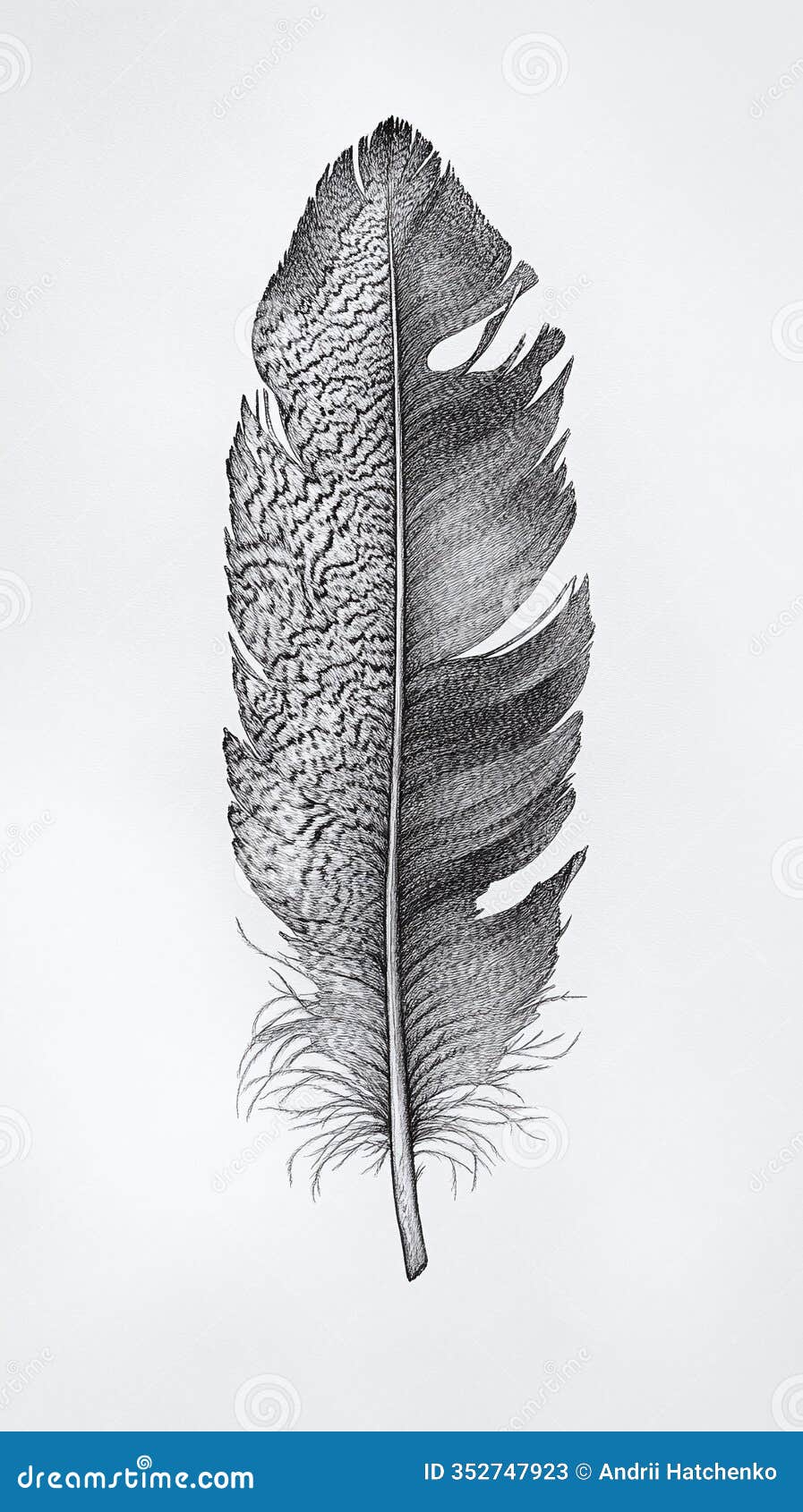 Sketch Engraving of a Detailed Feather with Intricate Textures. Stock ...