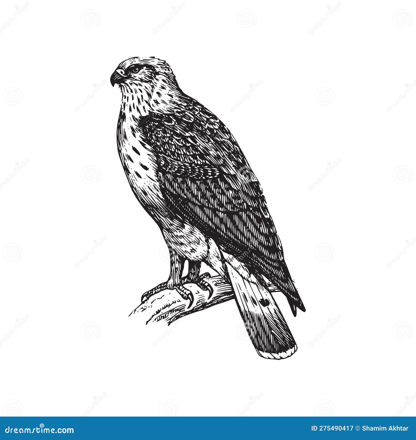 A Sketch of a Falcon with a Black and White Pattern. Stock Illustration ...