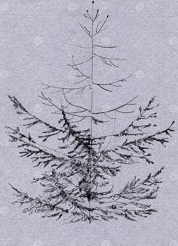 Sketch of fir-tree stock illustration. Illustration of grey - 11779910