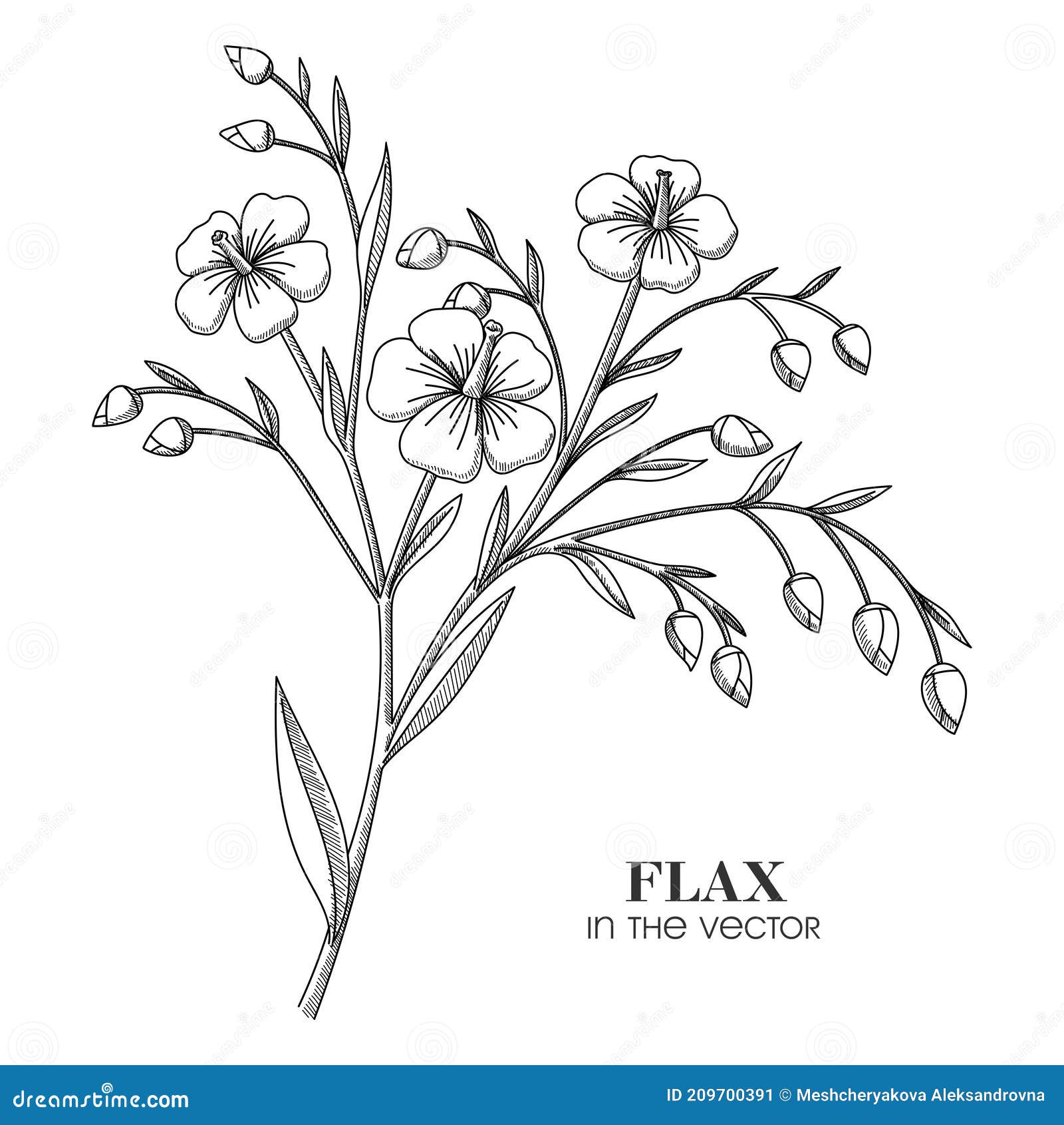 A SKETCH of a FLAX BRANCH on a WHITE BACKGROUND Stock Illustration ...