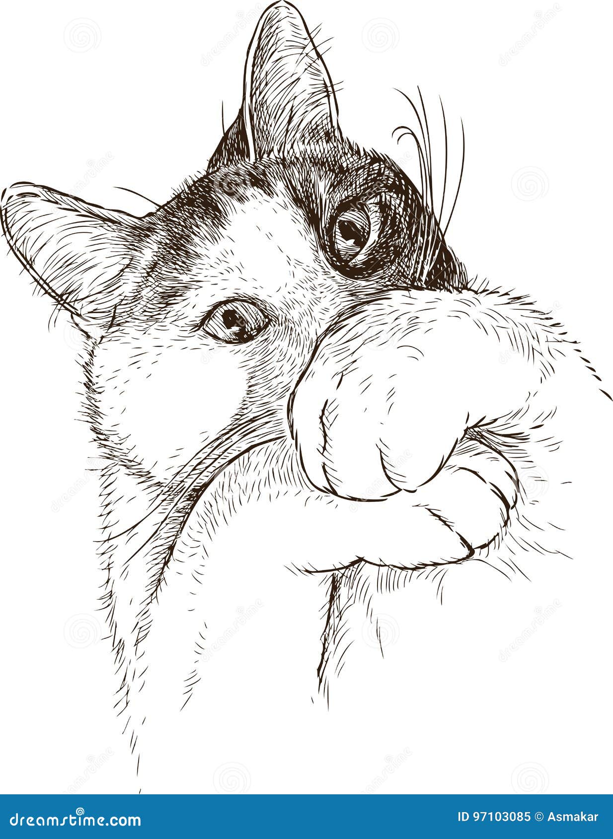 Sketch of a Frightened Domestic Cat Stock Vector - Illustration of ...