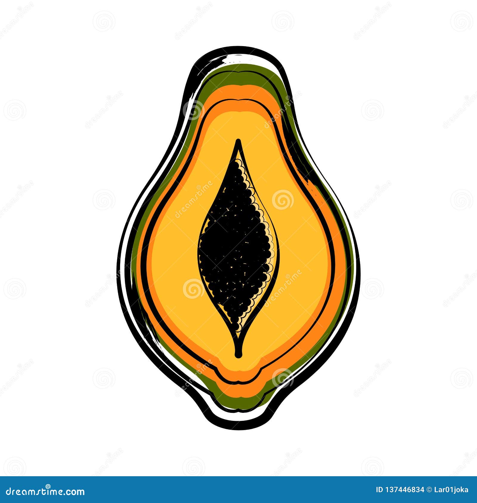 Sketch of a Front View of a Cut Papaya Stock Vector - Illustration of ...