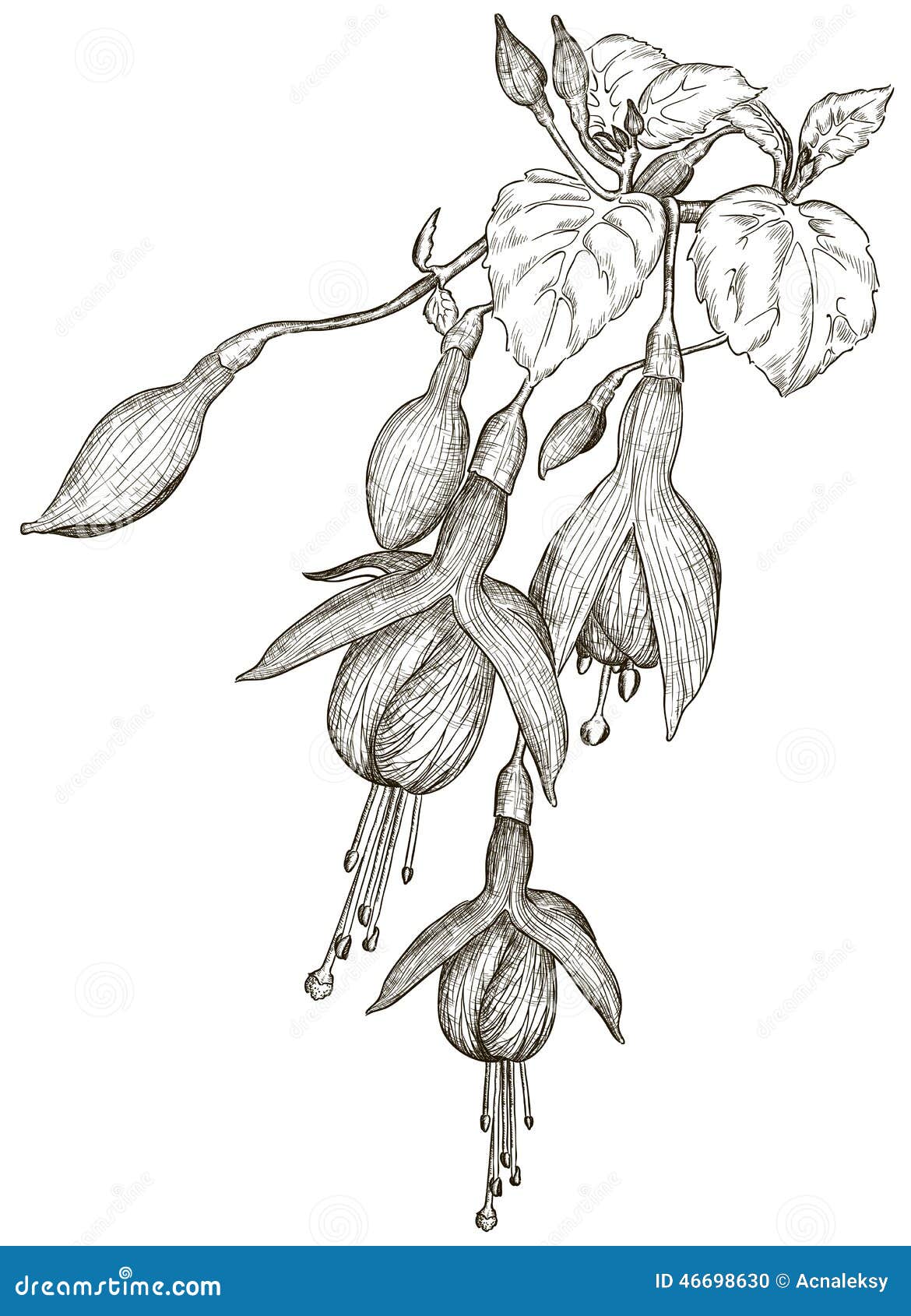 Sketch of fuchsia flowers stock vector. Illustration of flowers - 46698630