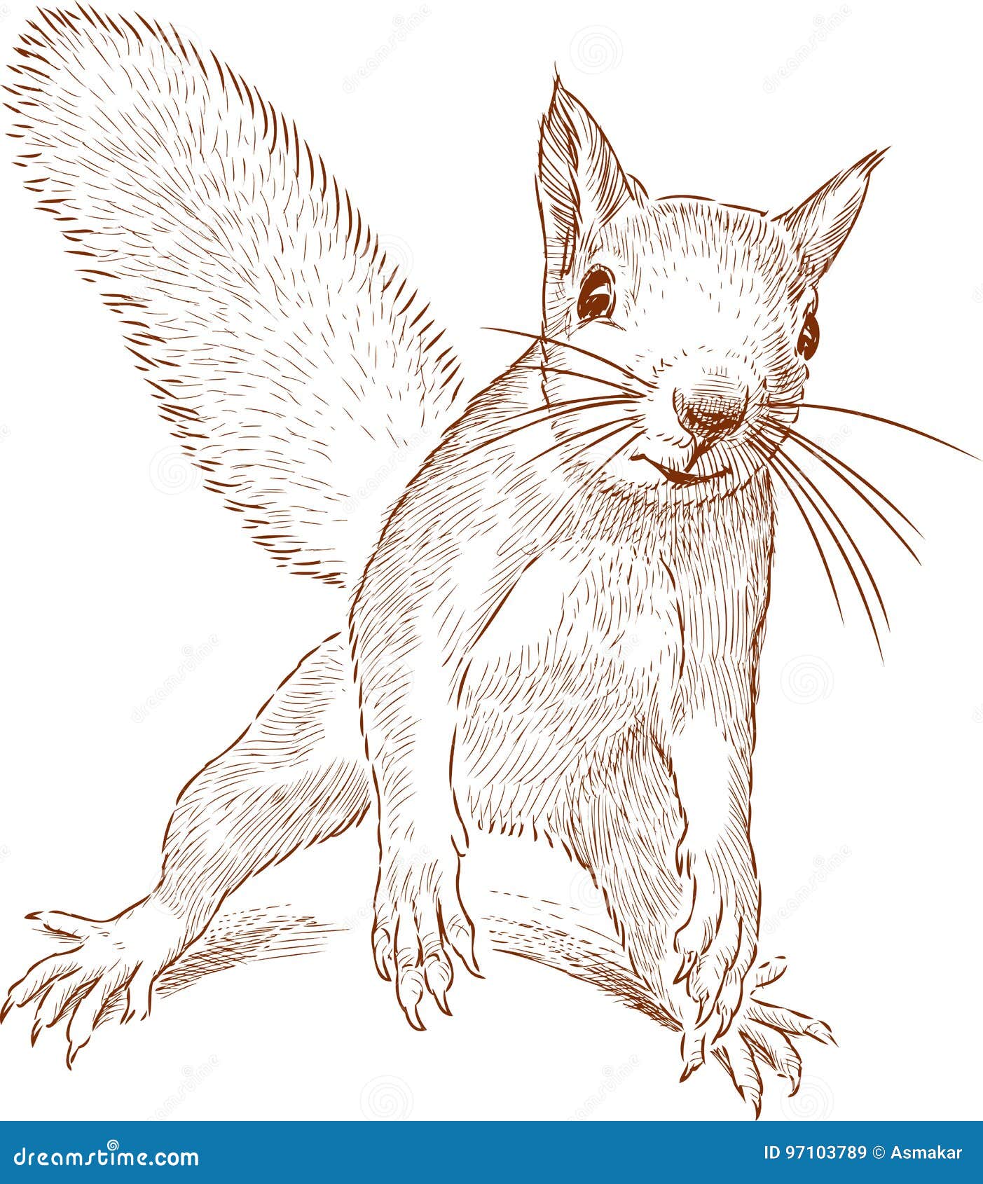 Sketch of a Funny Forest Squirrel Stock Vector - Illustration of ...