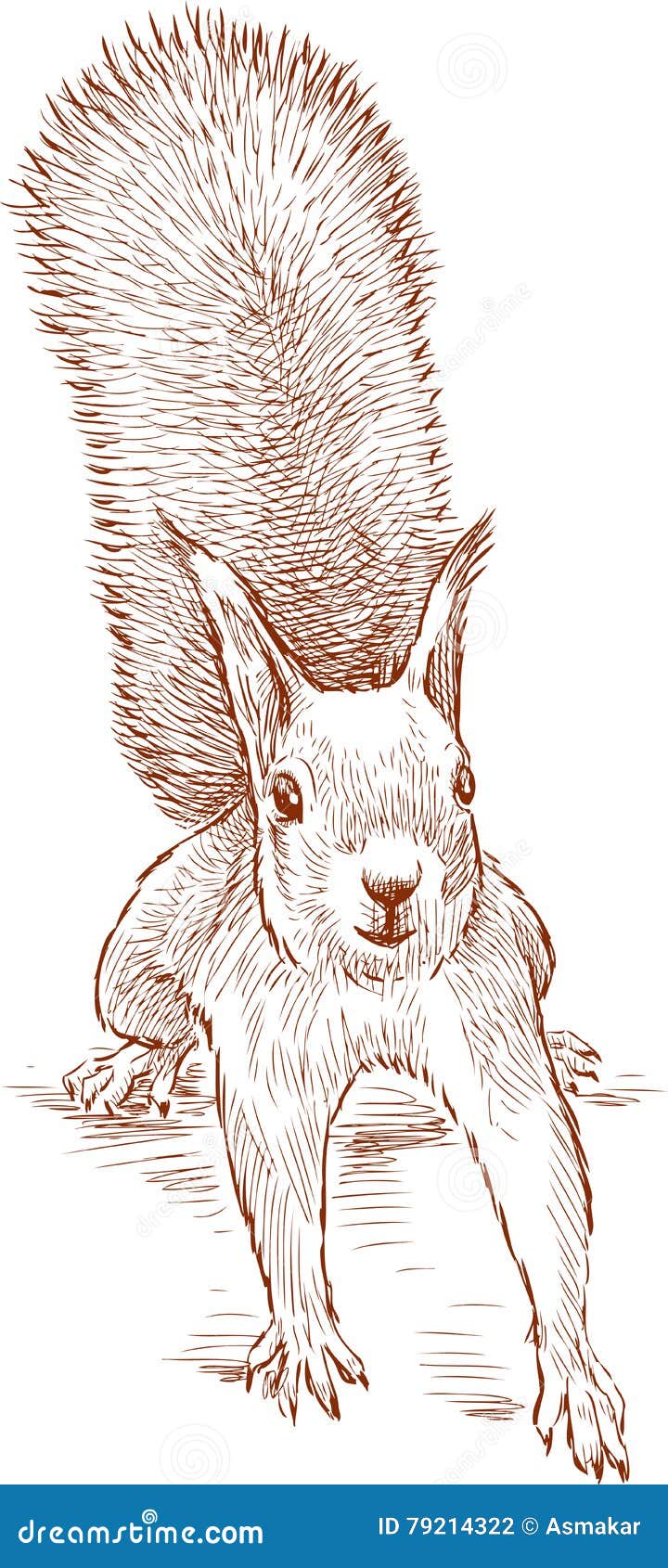 Sketch of a funny squirrel stock vector. Illustration of rodent - 79214322