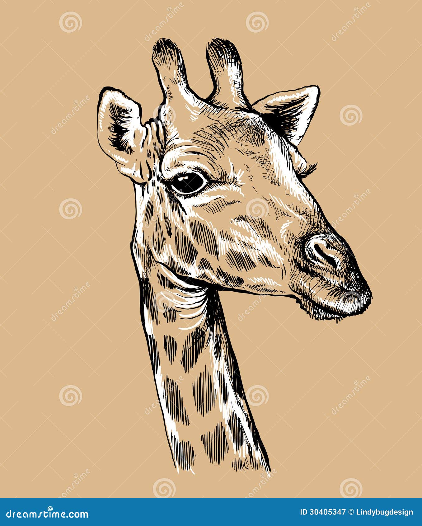 Sketch of a Giraffe s face stock vector. Illustration of wildlife ...