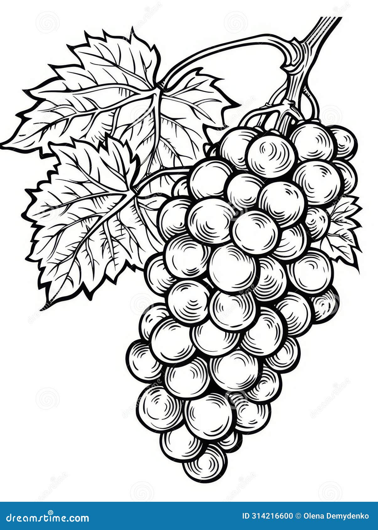 Sketch of Grape Line Art Coloring Page Illustration with White Space ...