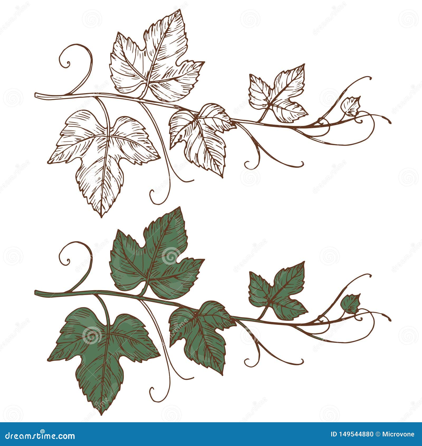 Sketch Grapevine Vector Isolated on White Background Stock Vector ...