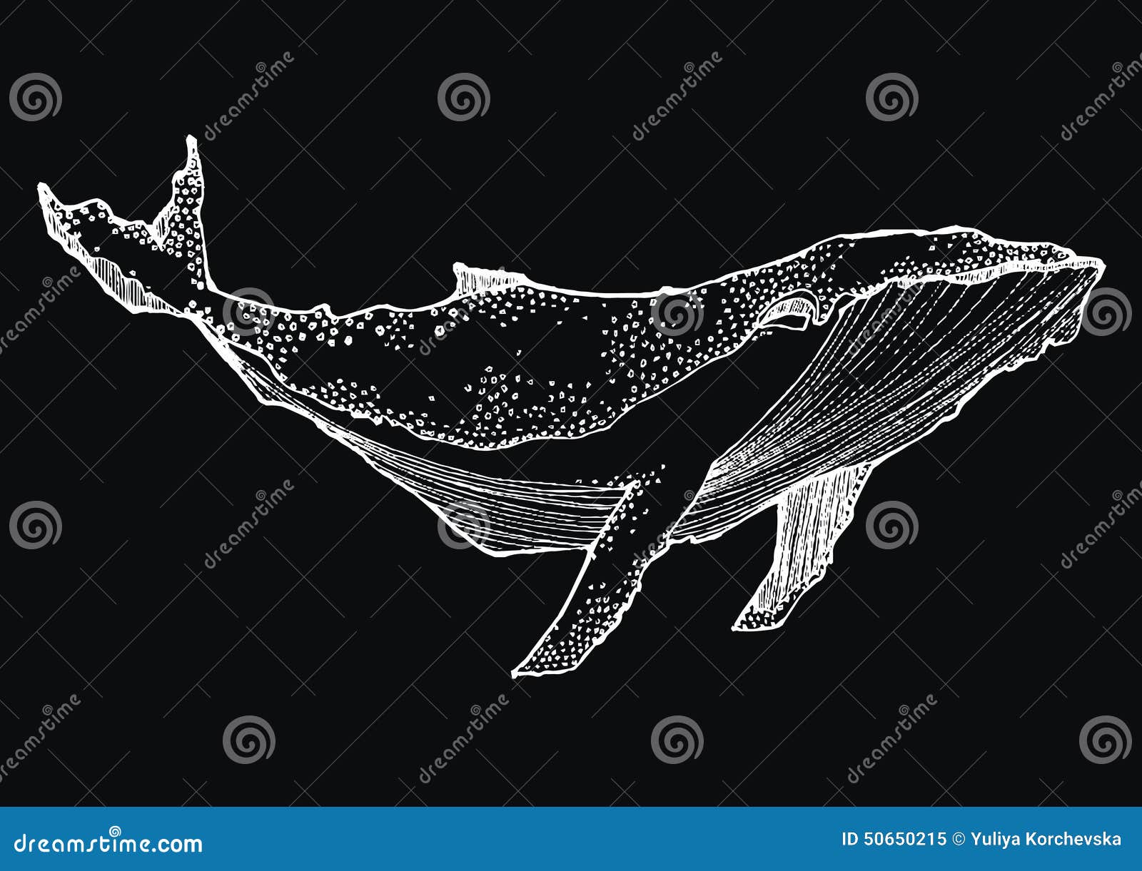 Sketch Graphic Illustration White Whale Stock Vector - Illustration of ...