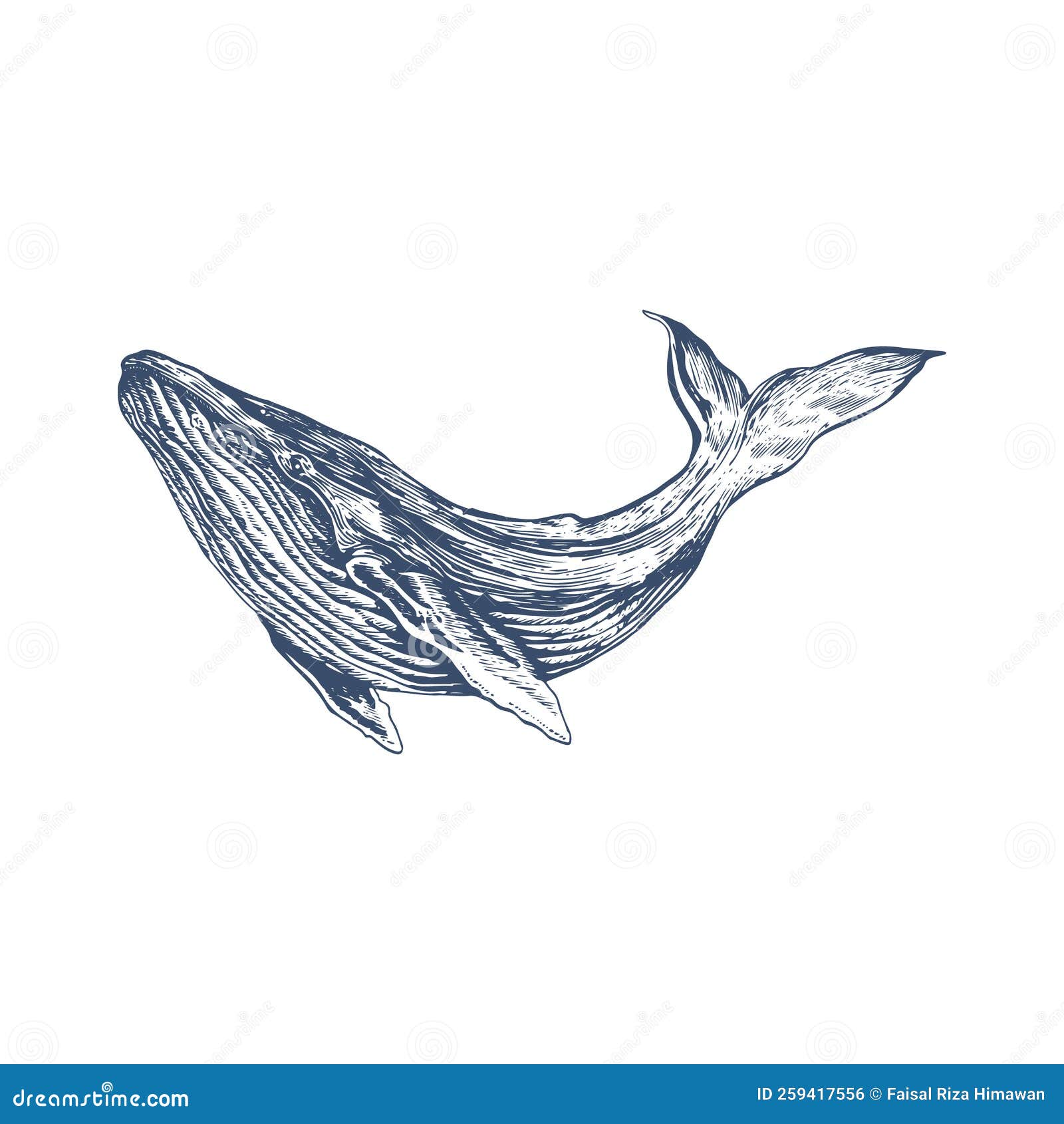 Sketch Hand Drawn Whale Illustration Stock Illustration - Illustration ...