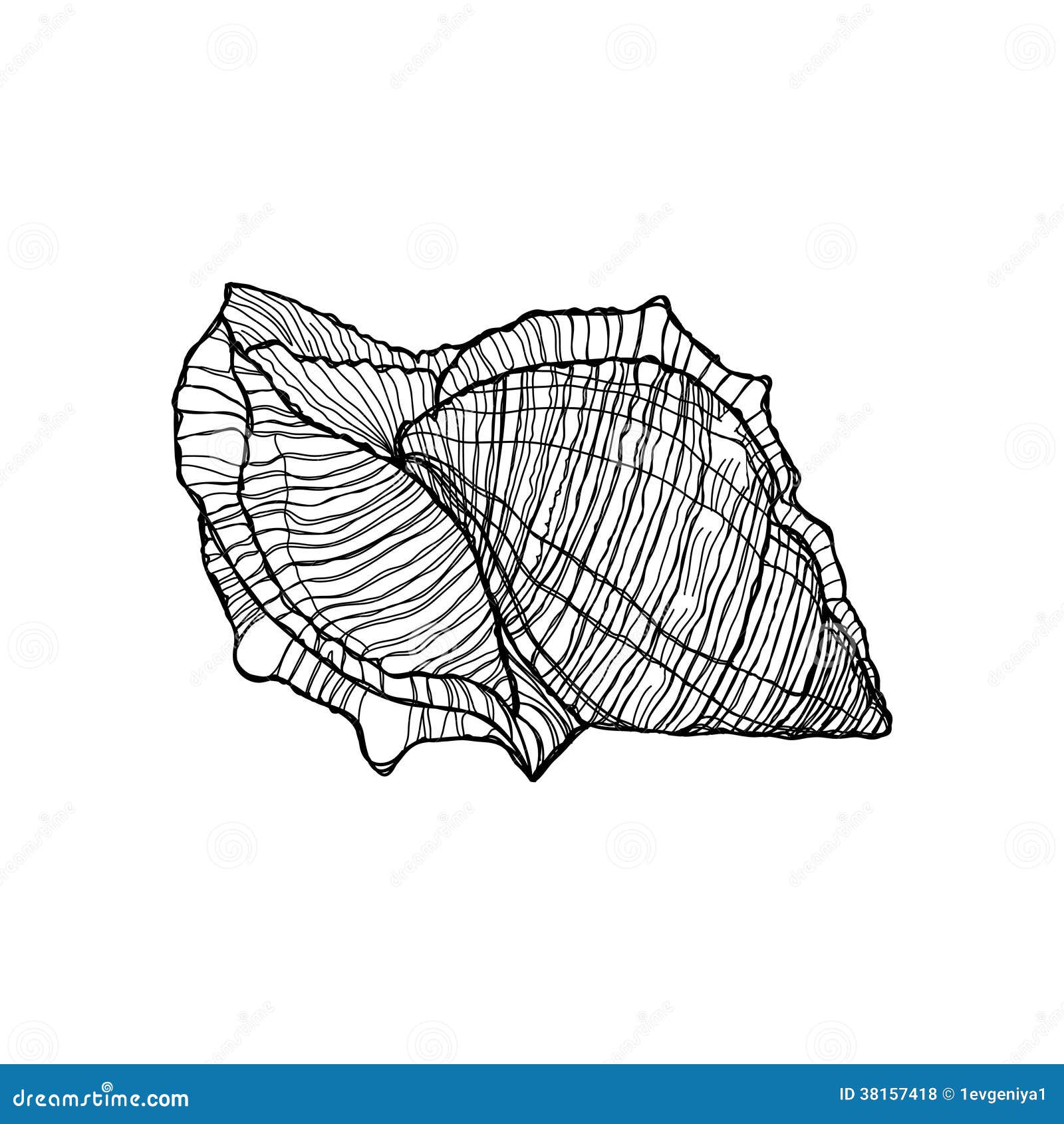 Sketch Hand-painted Shell Black Outline on White Background Stock ...