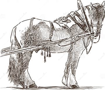 Sketch of a Harnessed Workhorse Stock Vector - Illustration of collar ...