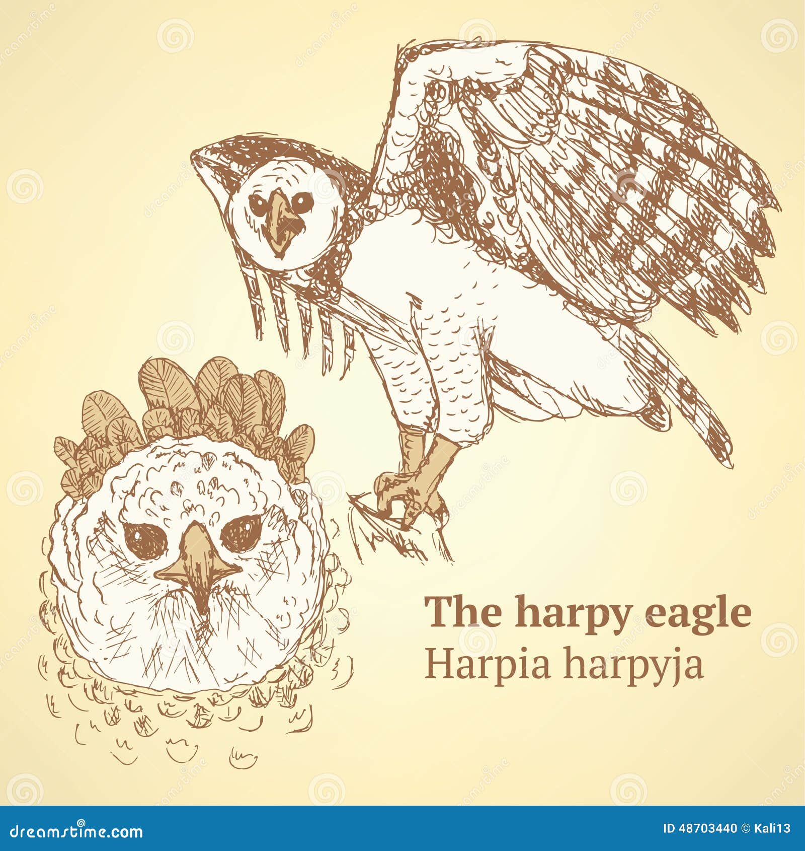 Sketch Harpia Bird Head in Vintage Style Stock Vector - Illustration of ...