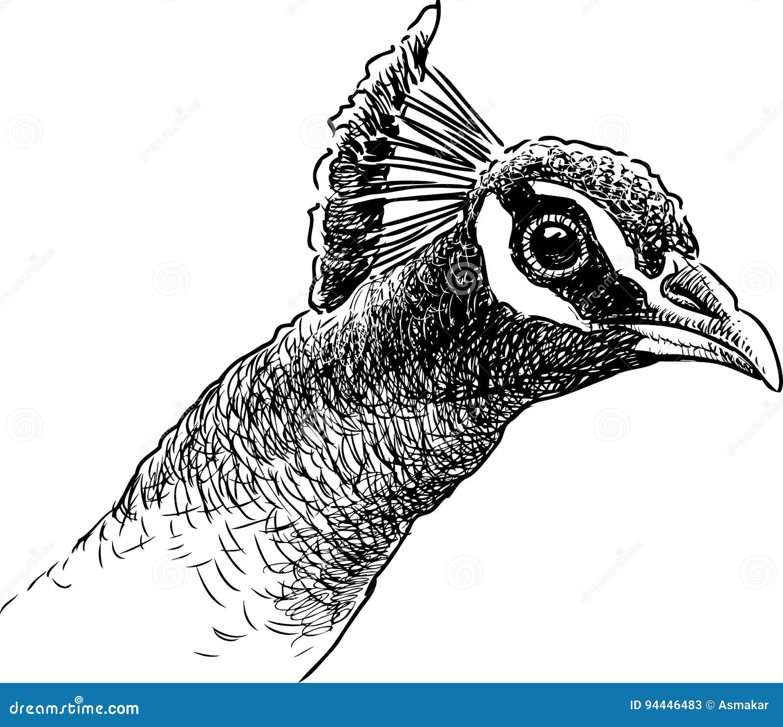 Sketch of the Head of a Peacock Stock Vector - Illustration of feathers ...