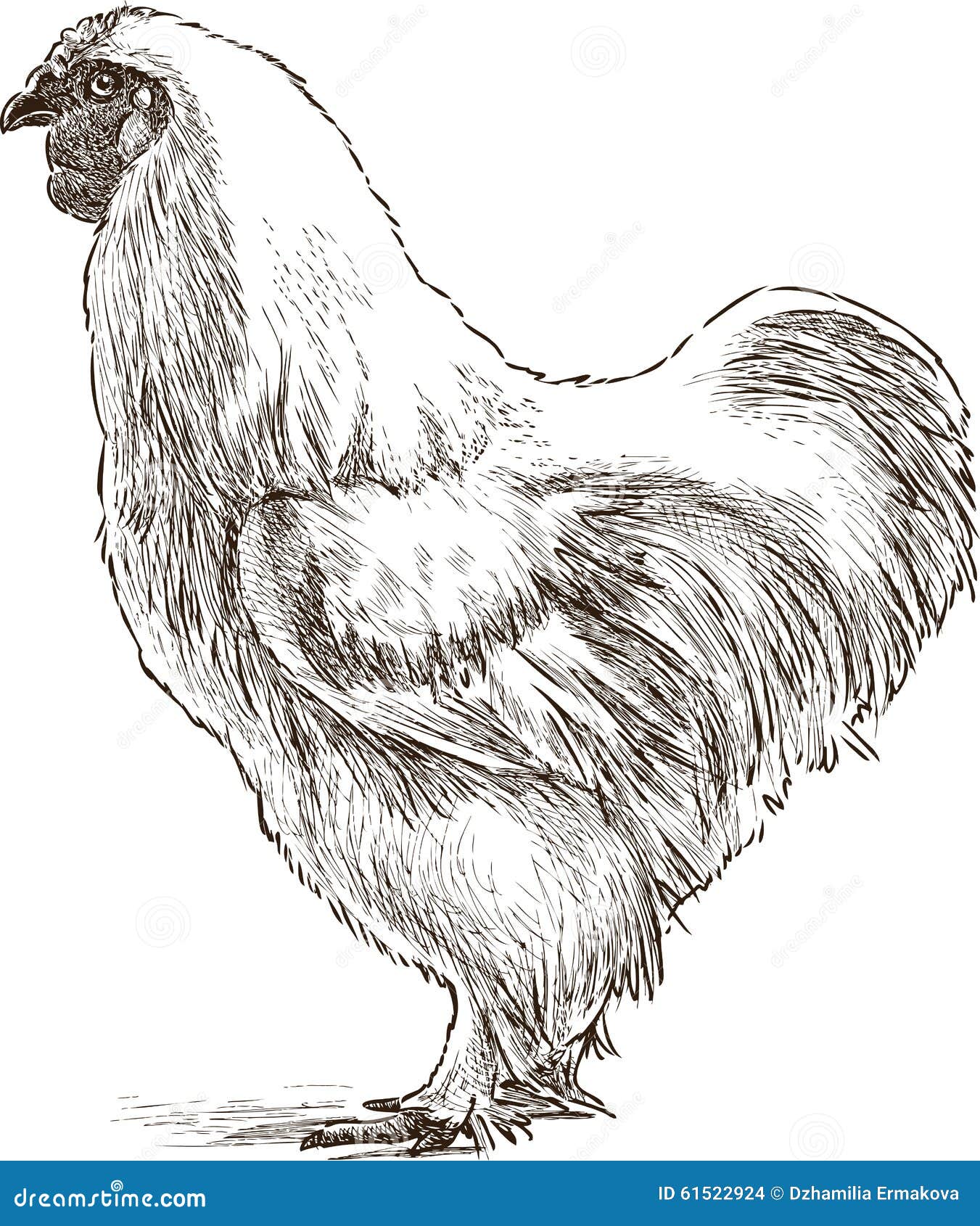 Sketch of a hen stock vector. Illustration of drawing - 61522924