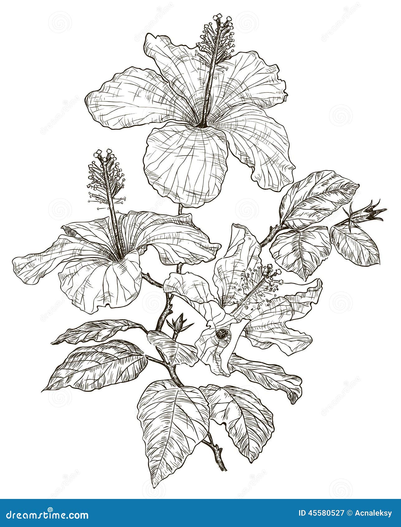 Sketch of Hibiscus flowers stock vector. Illustration of branch - 45580527
