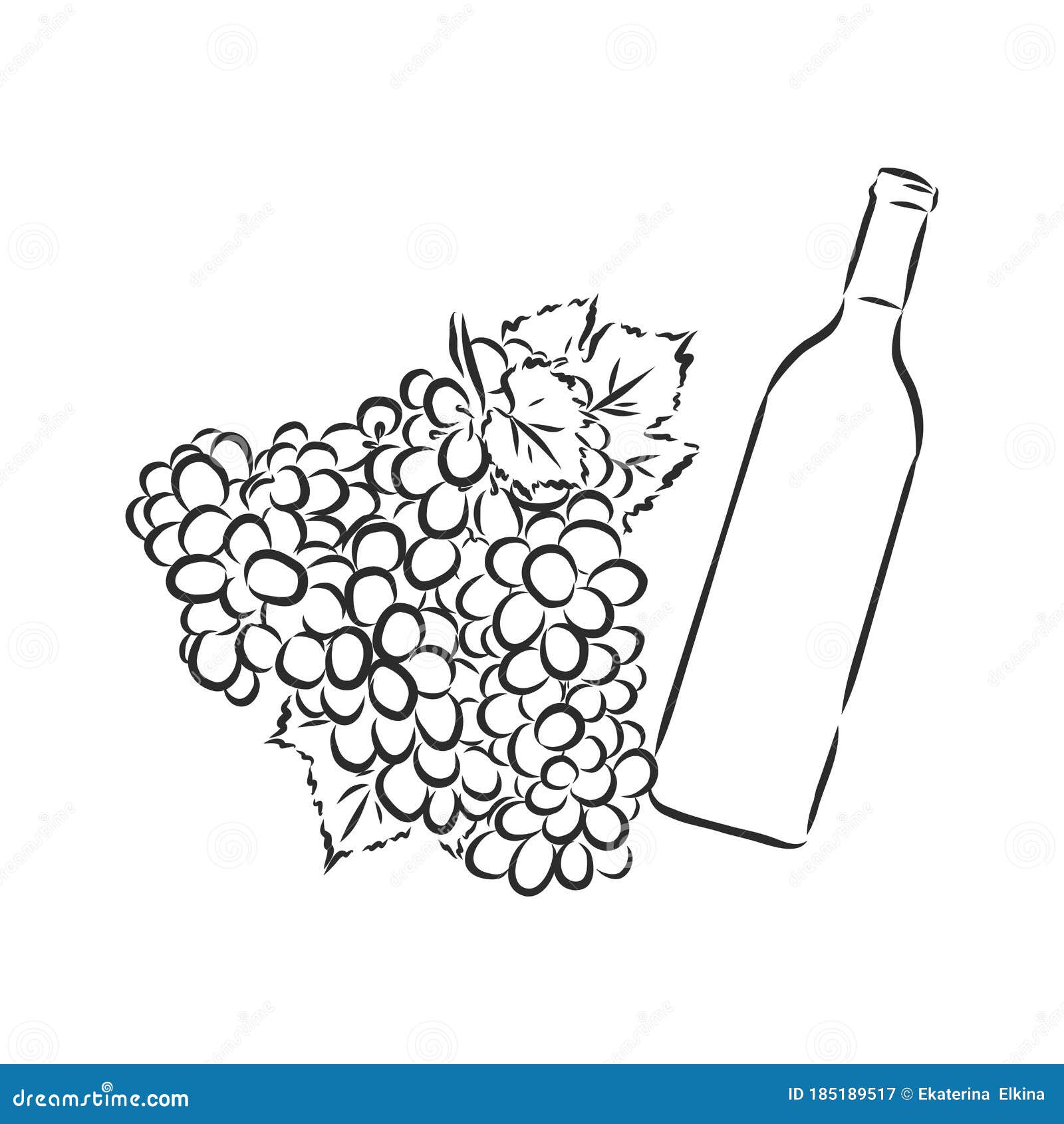 Sketch Illustration of Bunch of Grapes, Wine Grapes, Vector Sketch ...