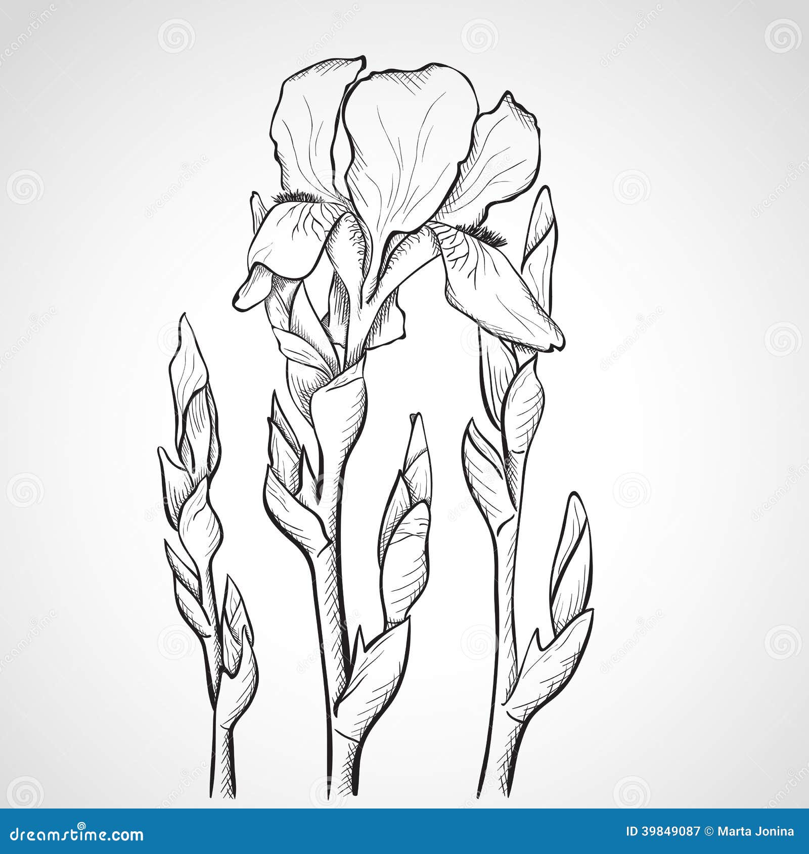 Sketch iris flowers stock illustration. Illustration of branch - 39849087