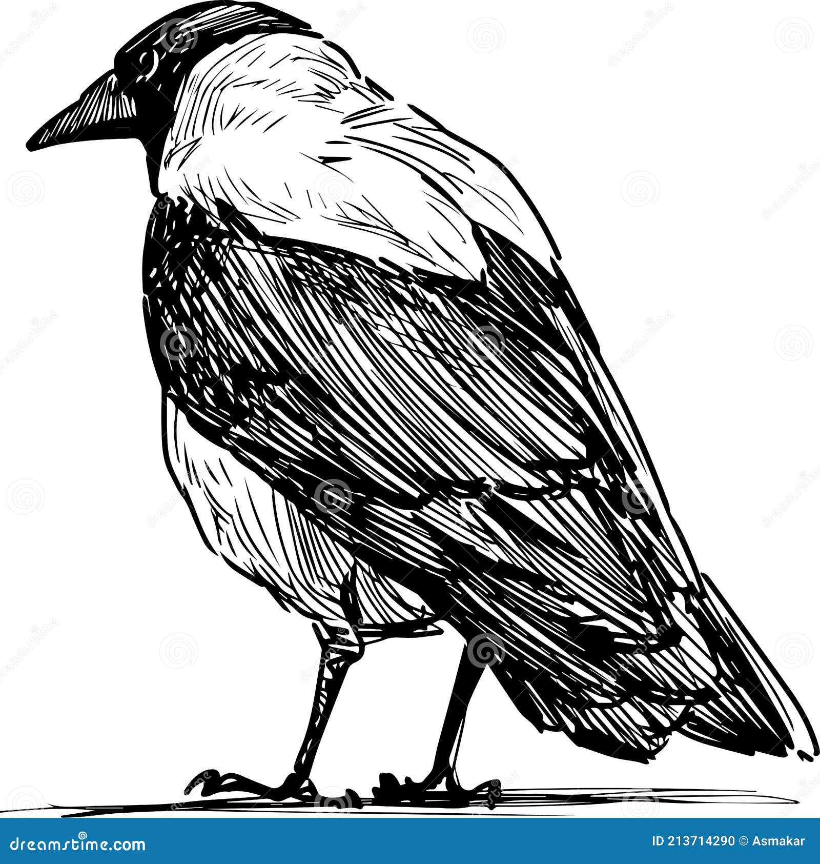 Freehand Drawing of Large Standing Crow Stock Vector - Illustration of ...