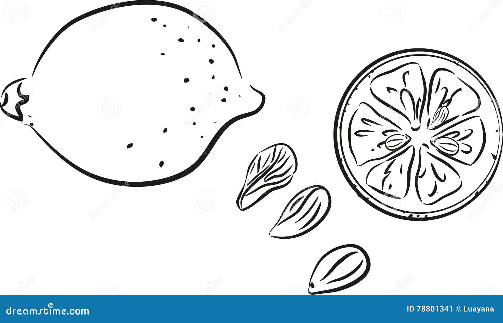 Sketch of lemon stock vector. Illustration of citrous - 78801341