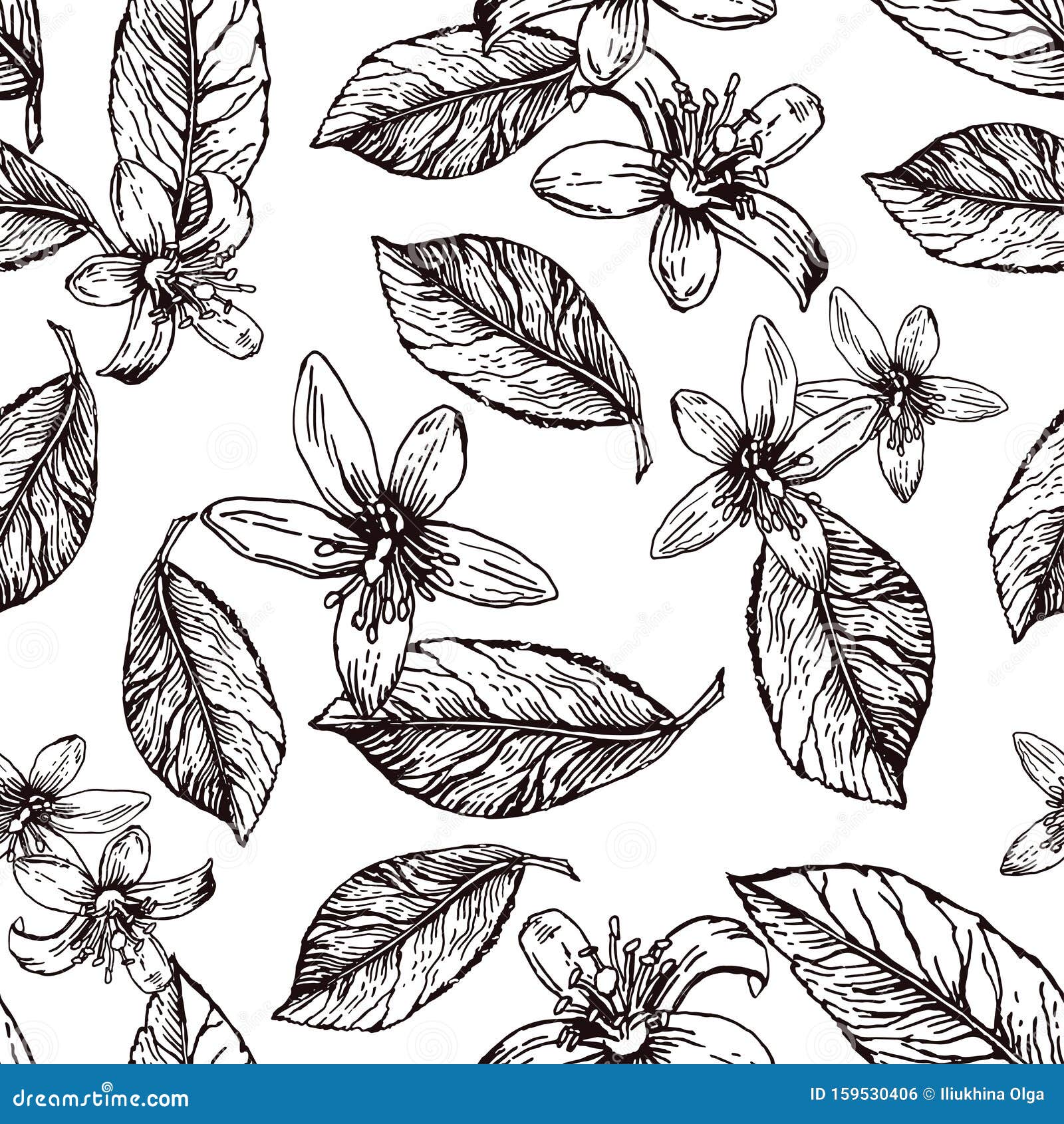 Sketch of Lemon Tree Flowers and Leaves Stock Illustration ...