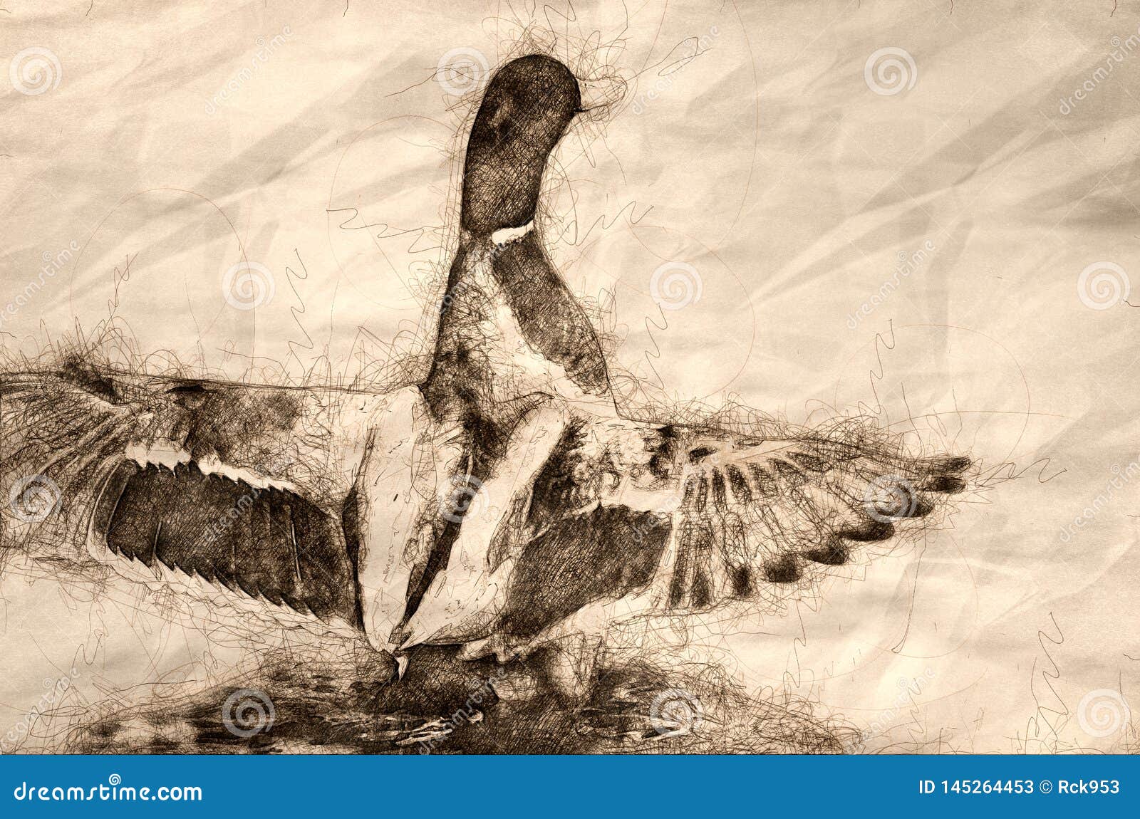 Sketch of a Mallard Duck Stretching Its Wings while Resting on the ...