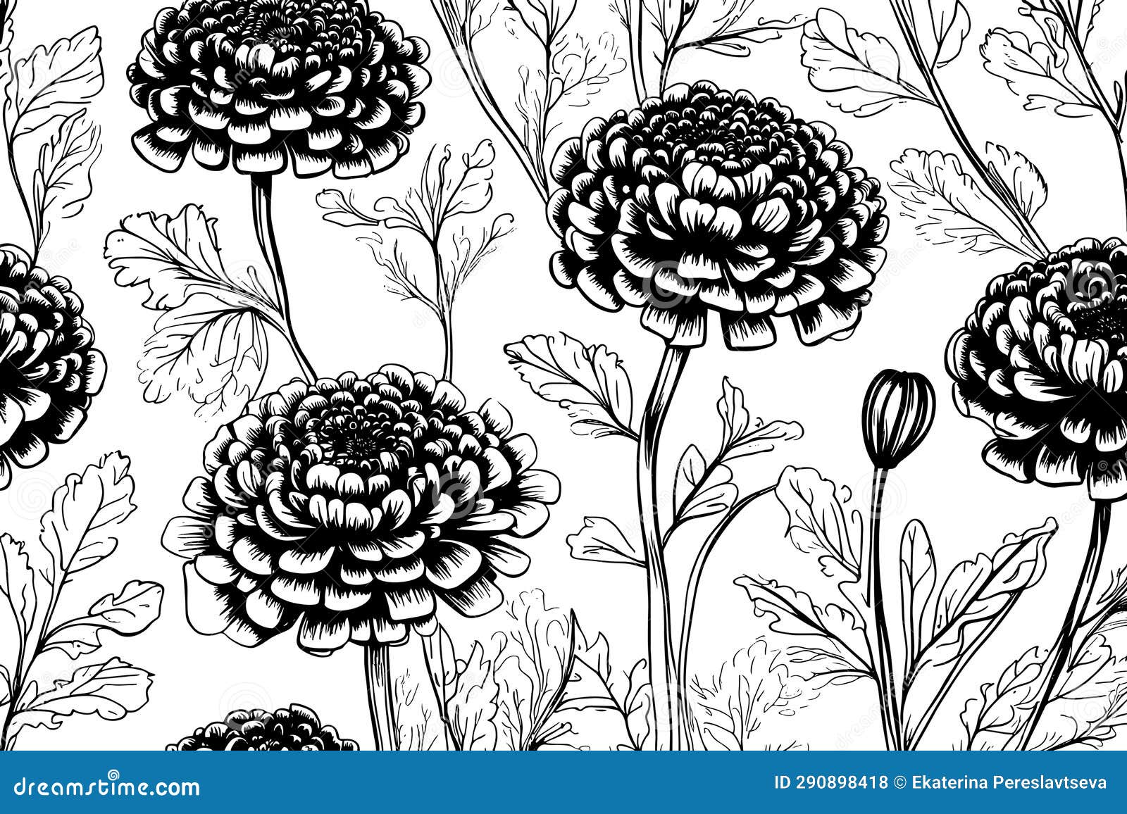 Sketch Marigold Flower Drawing, Vintage Marigold Drawing, Outline ...