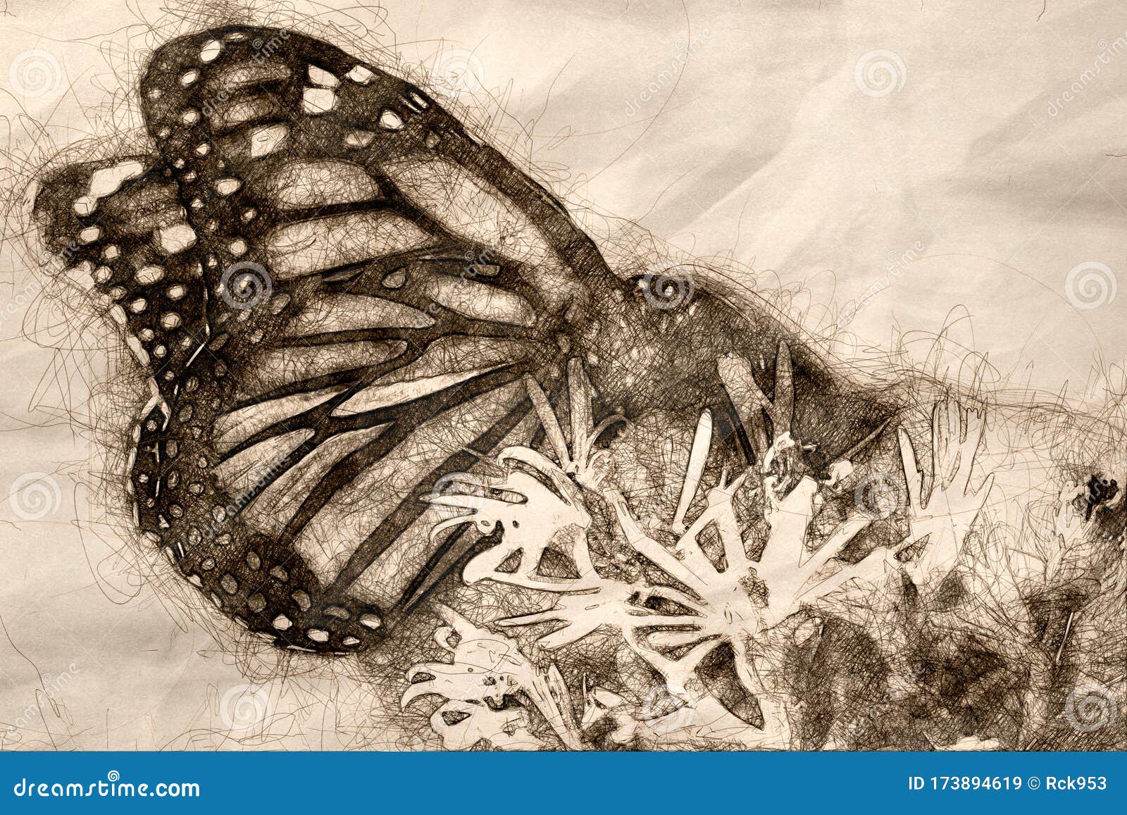 Sketch of a Monarch Butterfly Sipping Nectar from the Accommodating ...