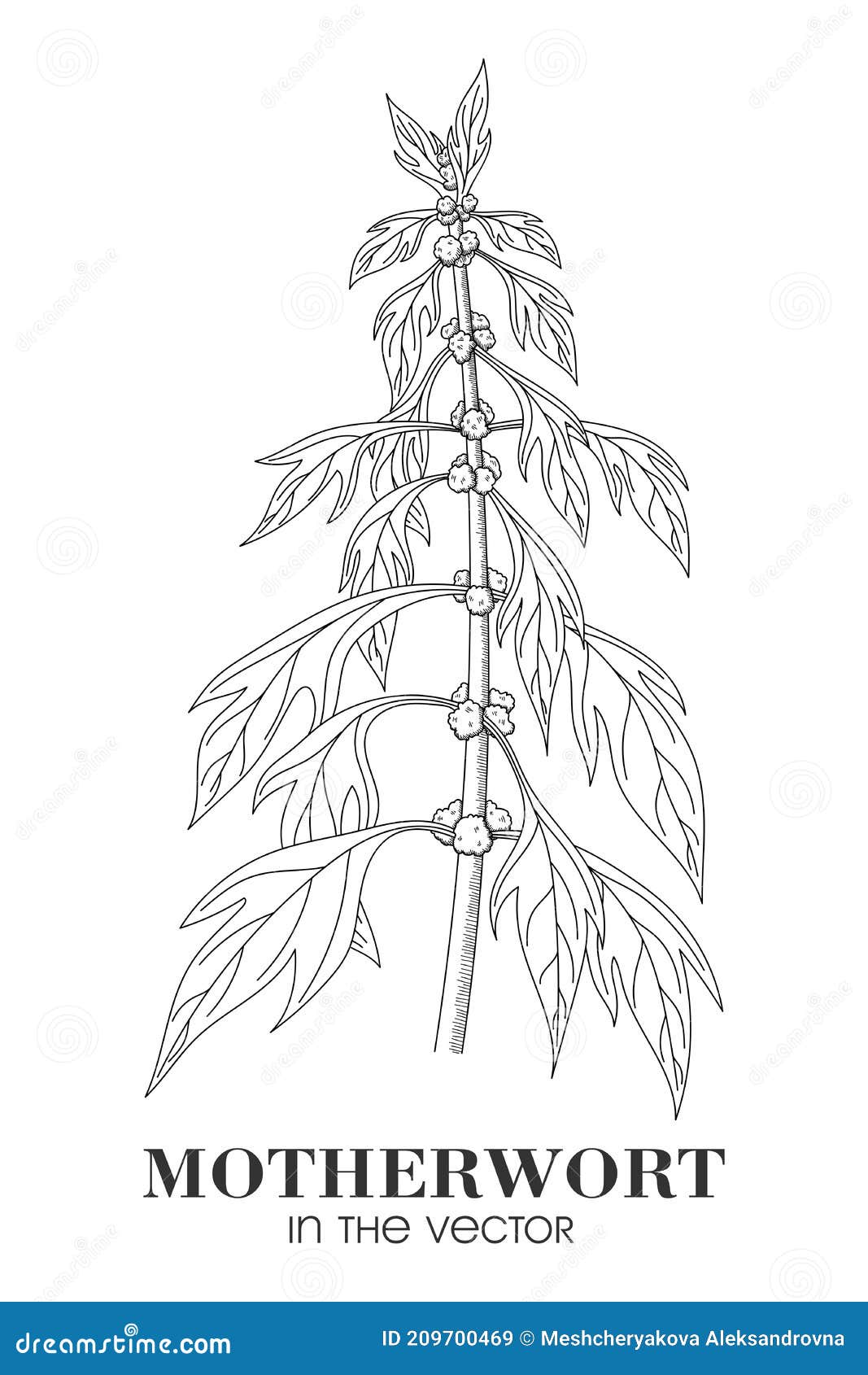 Motherwort Sketch Vector Illustration. Leonurus Cardiaca ...