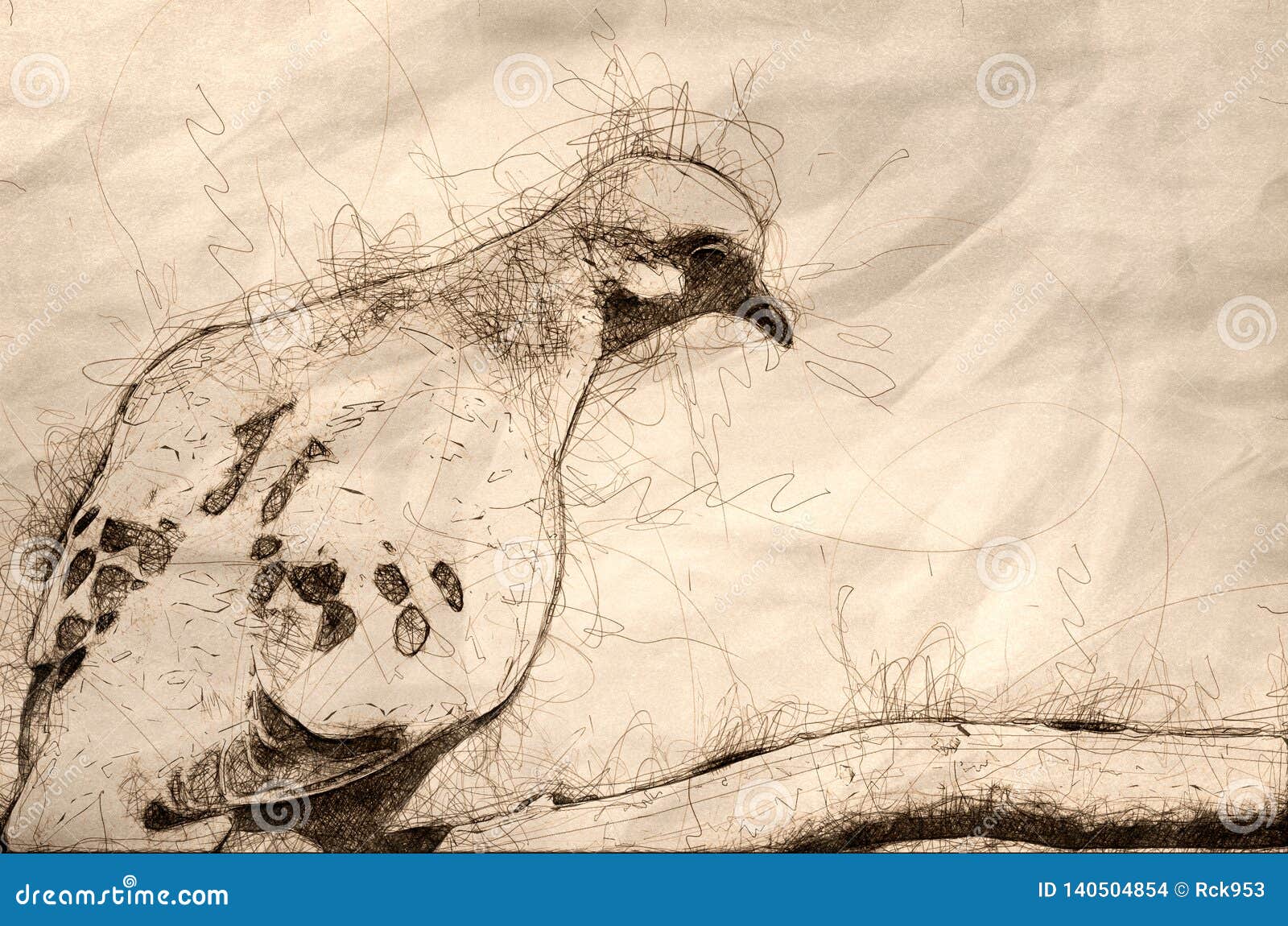 Sketch of a Mourning Dove Looking Sad Stock Illustration - Illustration ...