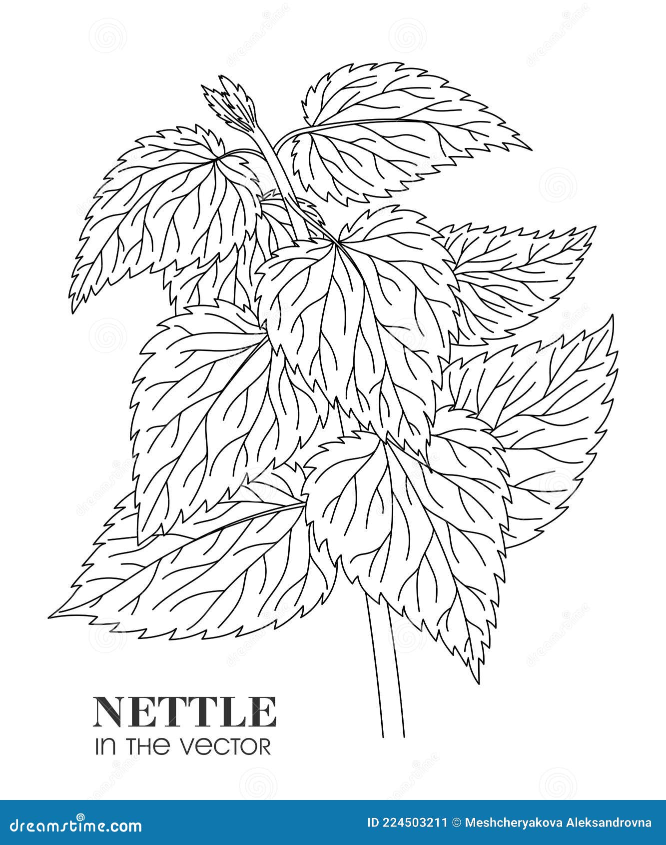 SKETCH of NETTLES on a WHITE BACKGROUND Stock Vector - Illustration of ...