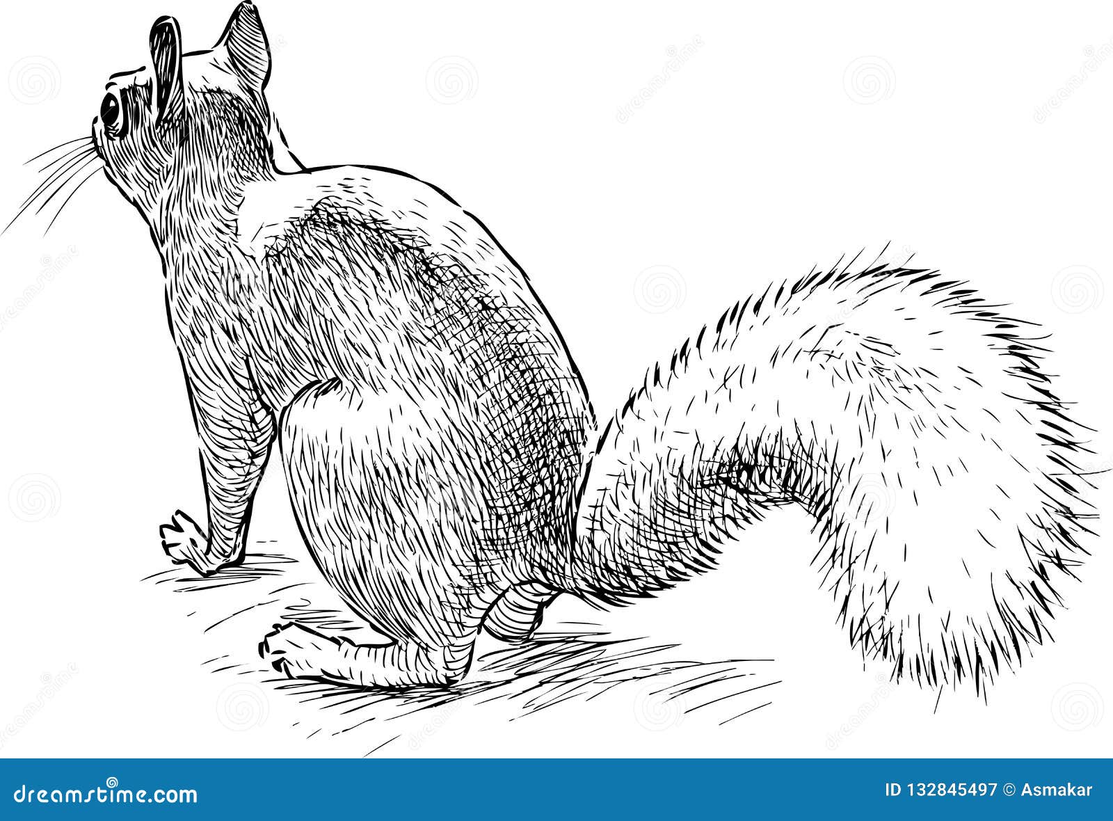 A Sketch of a Nimble Forest Squirrel Stock Vector - Illustration of ...