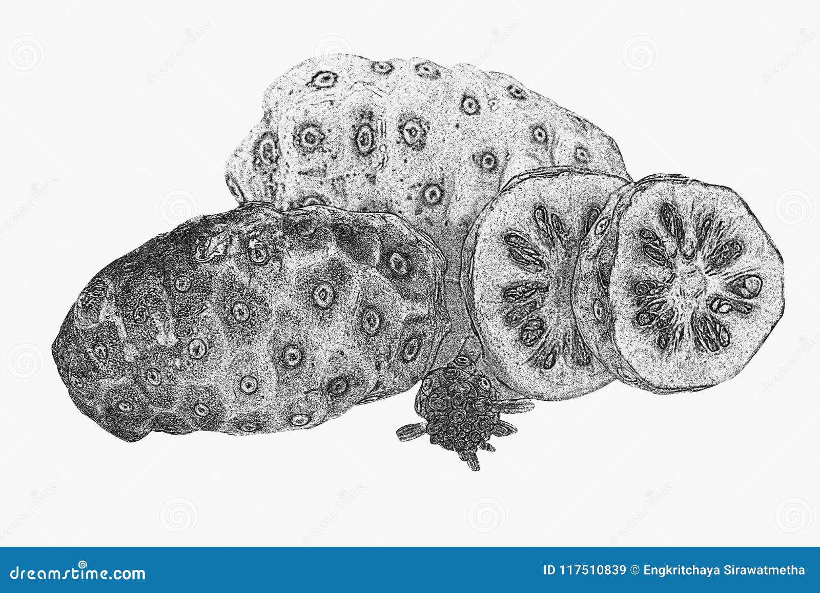 Sketch Noni Fruit and Noni Slice with Blossom on Isolated Background ...