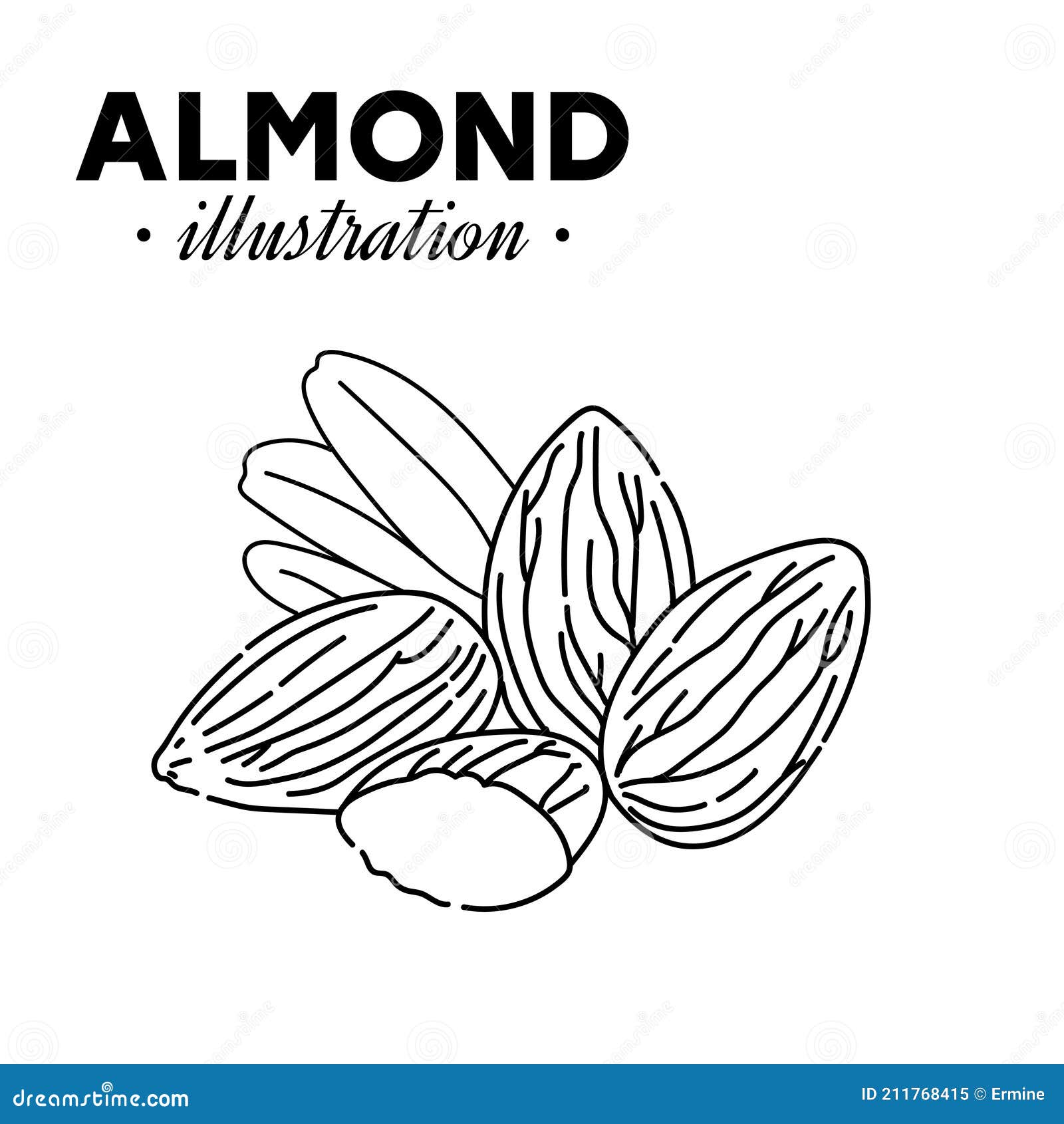 Hand Drawn Almond. Line Art Stock Illustration - Illustration of health ...