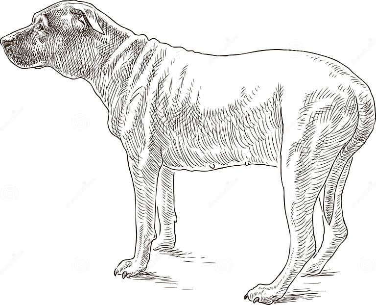 Sketch of an old dog stock vector. Illustration of paws - 85416387