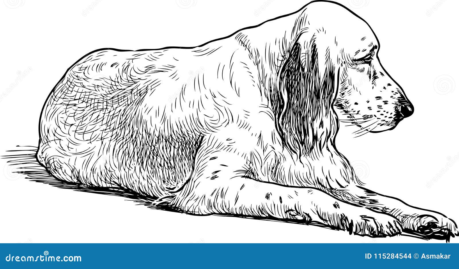 Sketch of an Old Sad Spaniel Stock Vector - Illustration of drawn ...