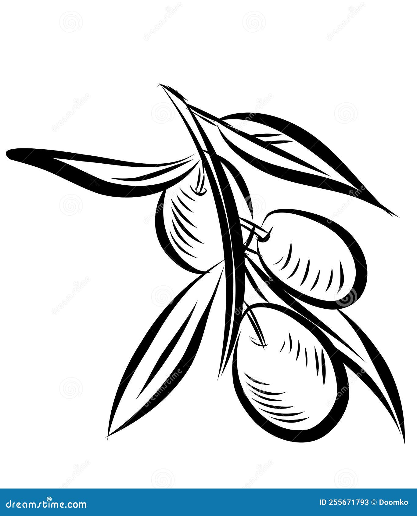 Sketch olive tree branches stock vector. Illustration of agriculture ...