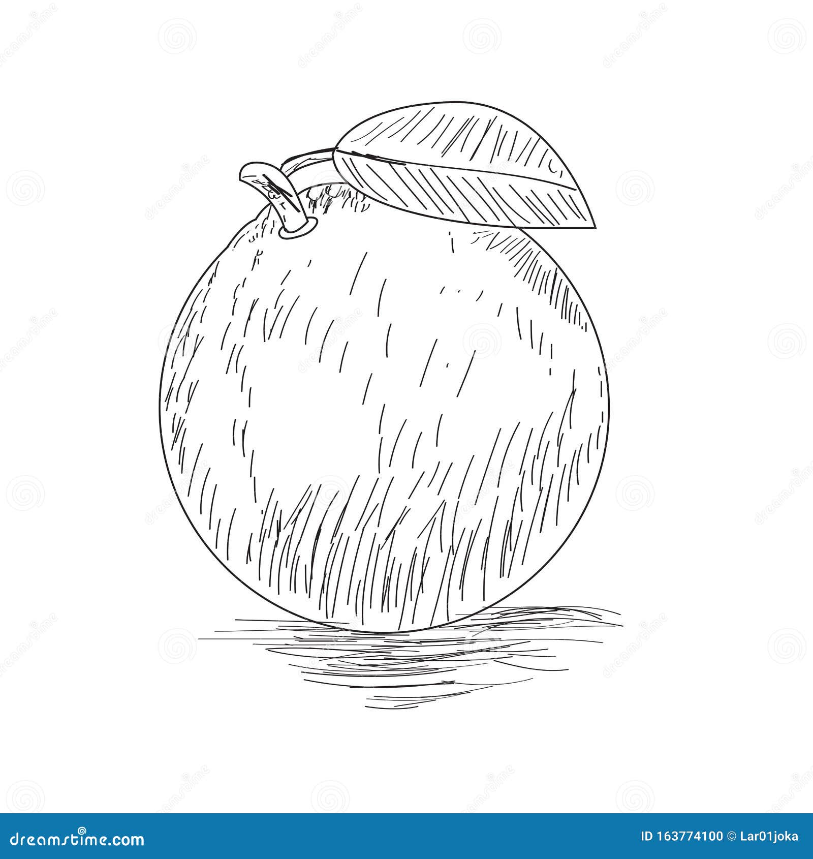 Sketch of an orange stock vector. Illustration of fruit - 163774100