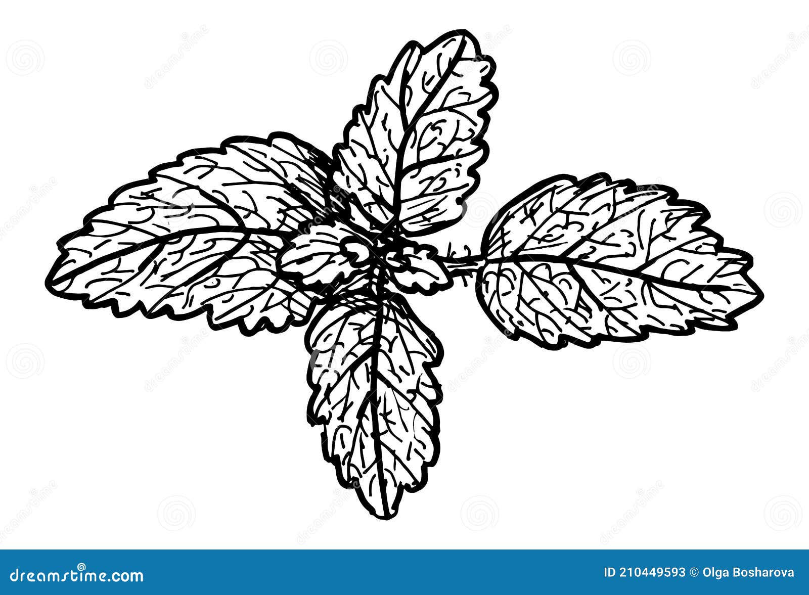 Sketch Outline Drawing of a Mint Stock Vector - Illustration of leaves ...