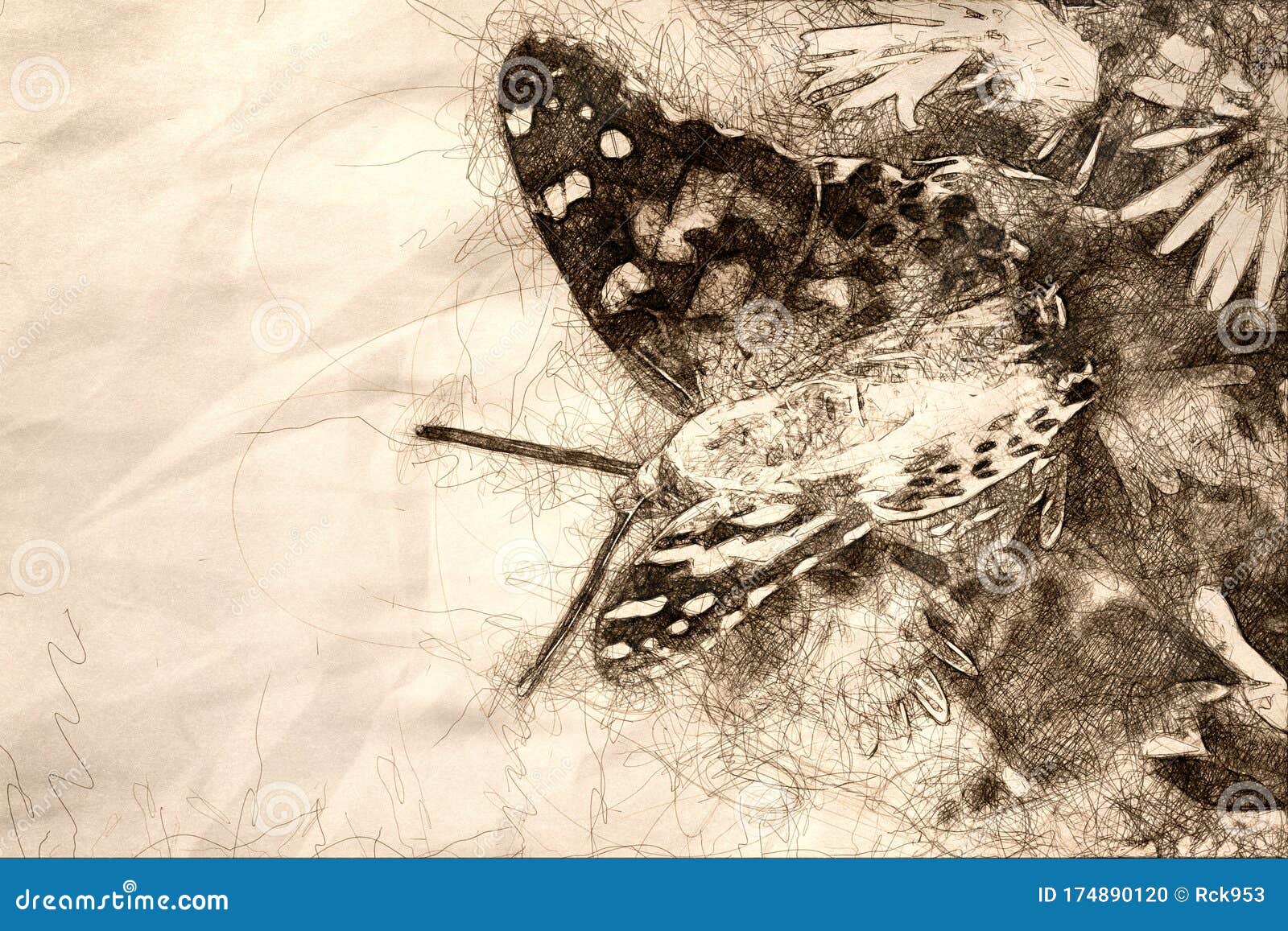 Sketch of a Painted Lady Butterfly Sipping Nectar from the ...