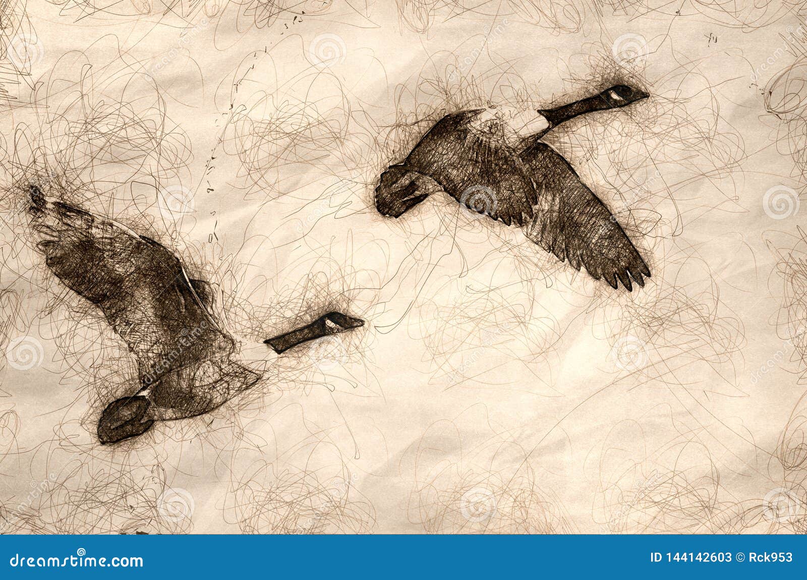 Sketch of a Pair of Canada Geese Flying in a Blue Sky Stock ...