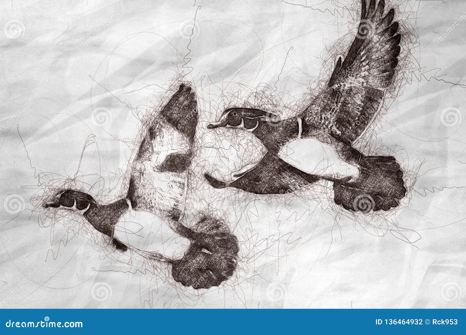 Sketch of a Pair of Wood Ducks in Flight Stock Illustration ...