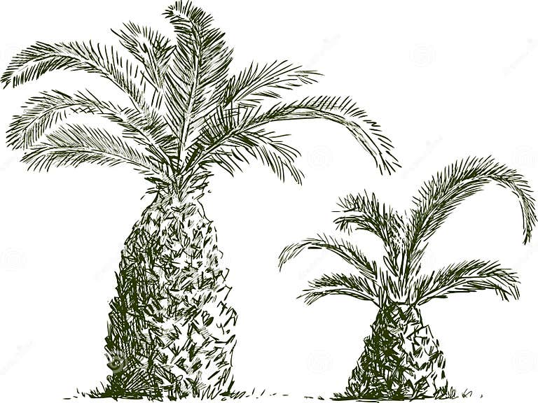 Sketch of palm trees stock vector. Illustration of hand - 35490346