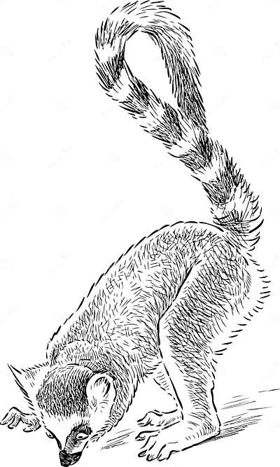 Sketch of a playful lemur stock vector. Illustration of expressive ...