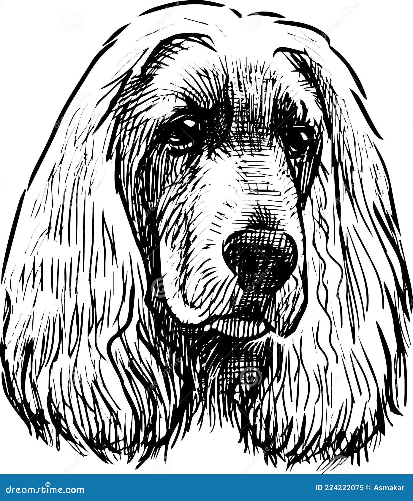 Freehand Drawing of Portrait Purebred Sad Cocker Spaniel Stock Vector ...