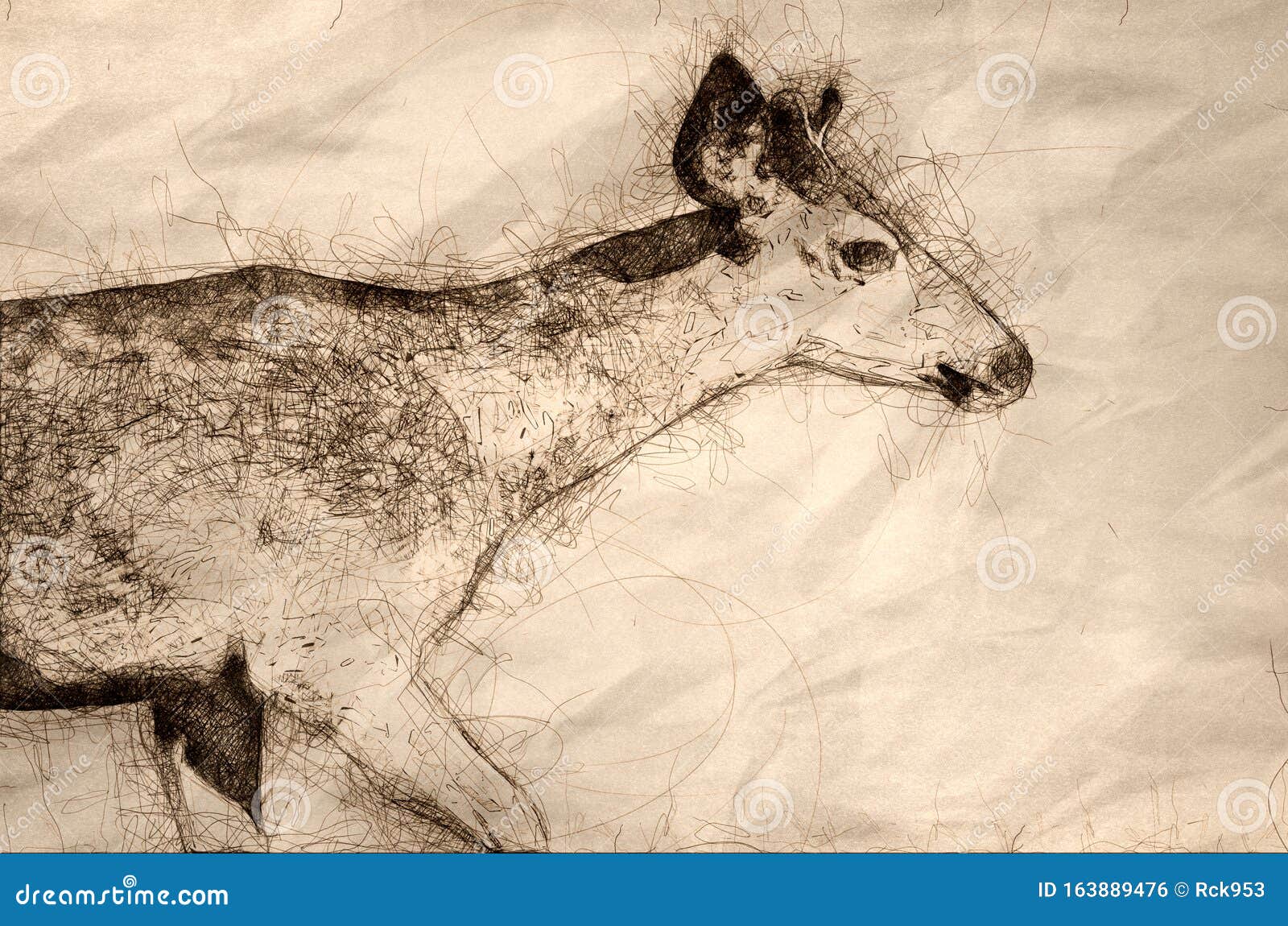 Sketch of the Profile of a Buck Deer Stock Illustration - Illustration ...