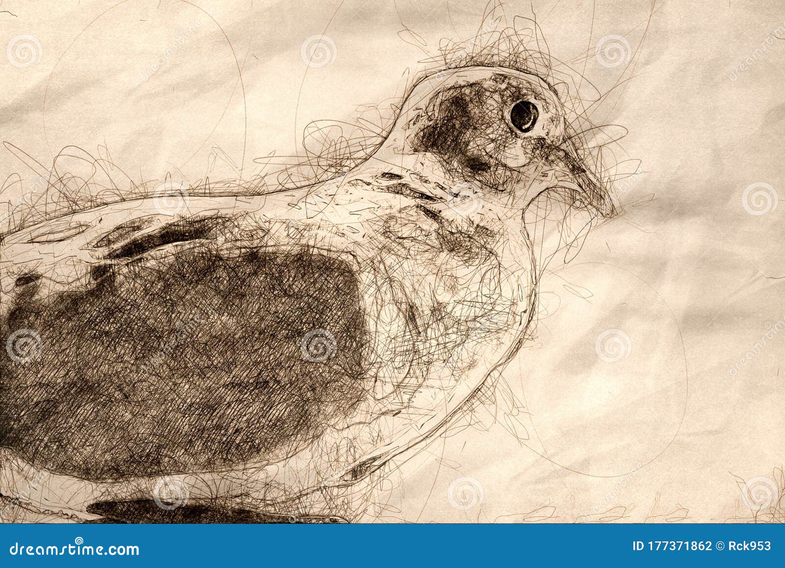 Sketch of Profile of a Perched Mourning Dove Stock Photo - Image of ...