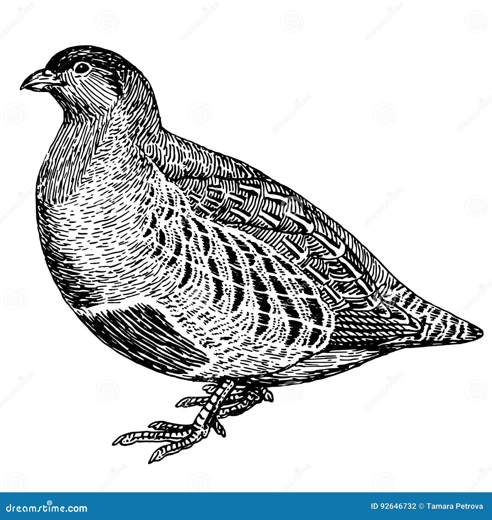 Sketch Realistic Bird Partridge Stock Vector - Illustration of detailed ...