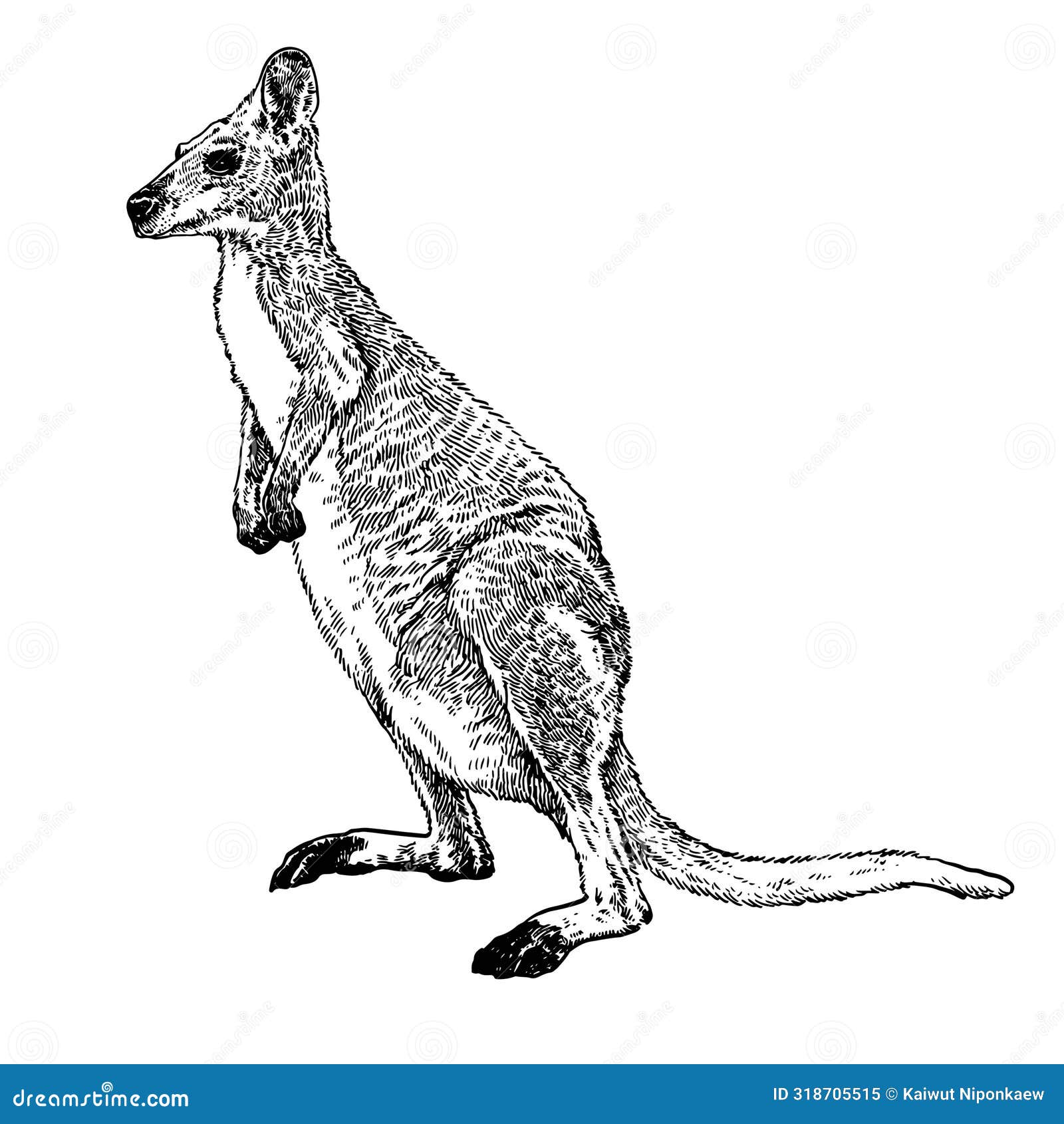Sketch Of Red Necked Wallaby Hand Drawn Vector Illustration Stock