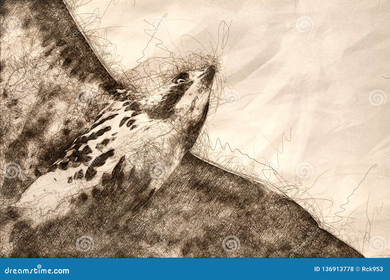 Sketch Of A Red Tailed Hawk On The Hunt Royalty-Free Stock Photo ...